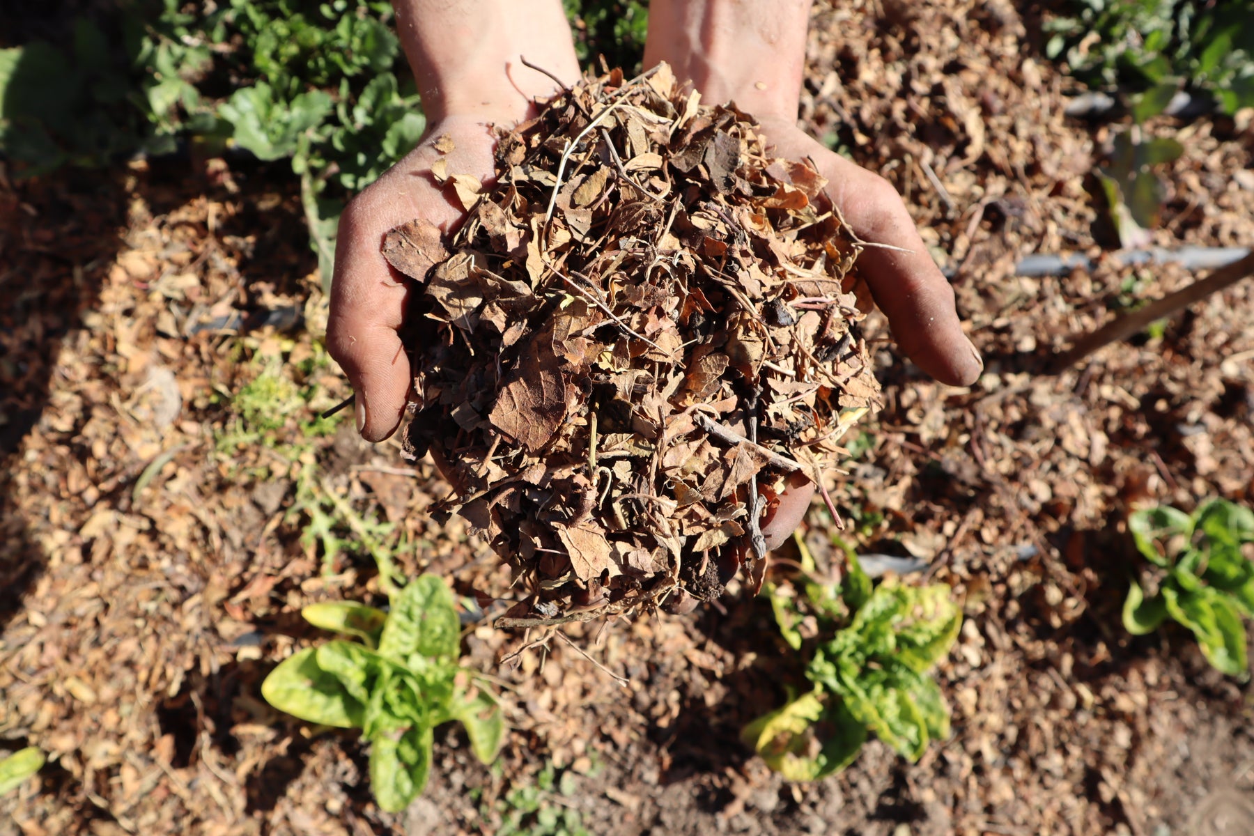 Sustratos – Bioinsumos Chakrana